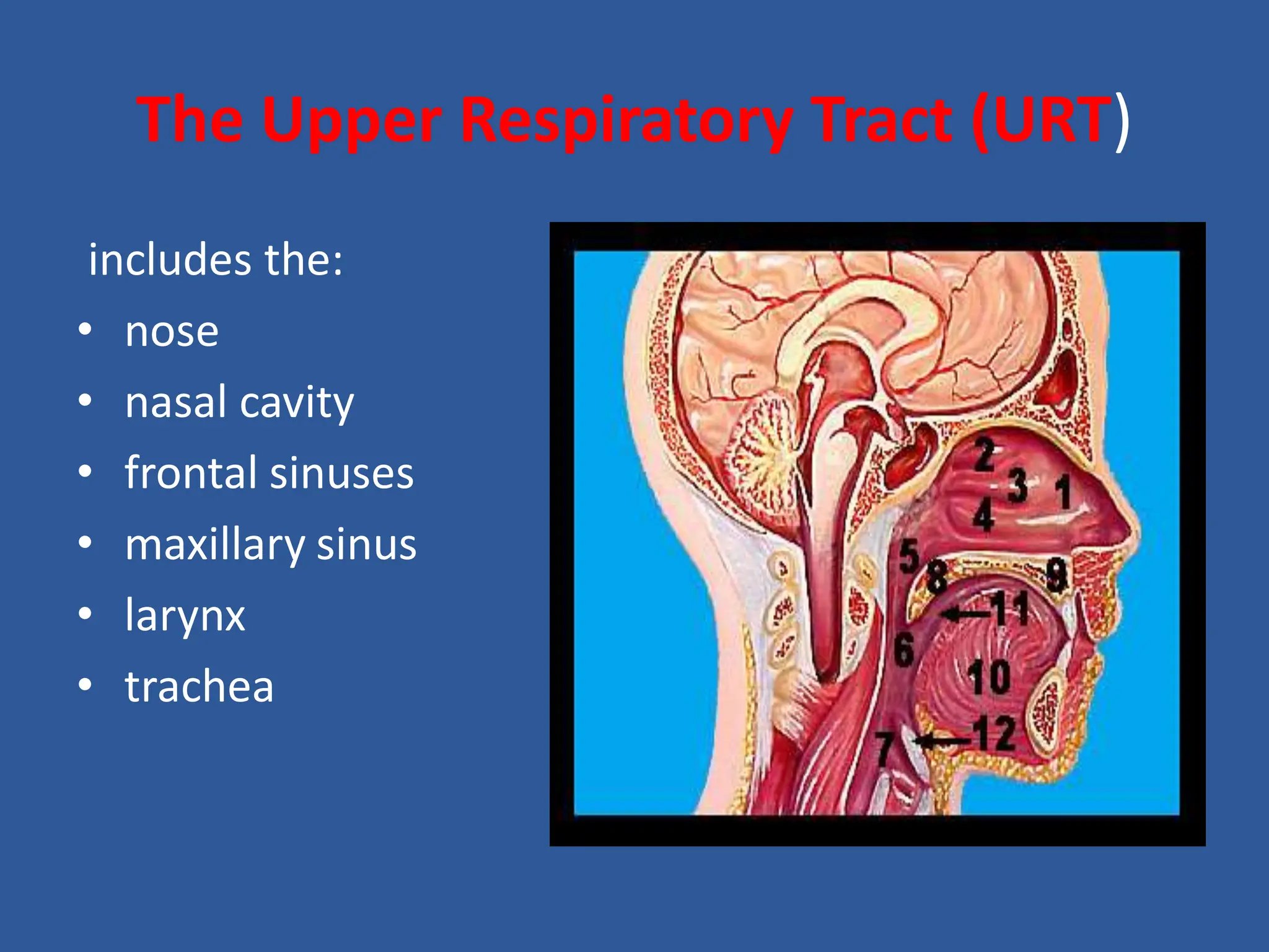Upper Respiratory tract diseases Pathology.pdf | Ear, Nose and Throat ...