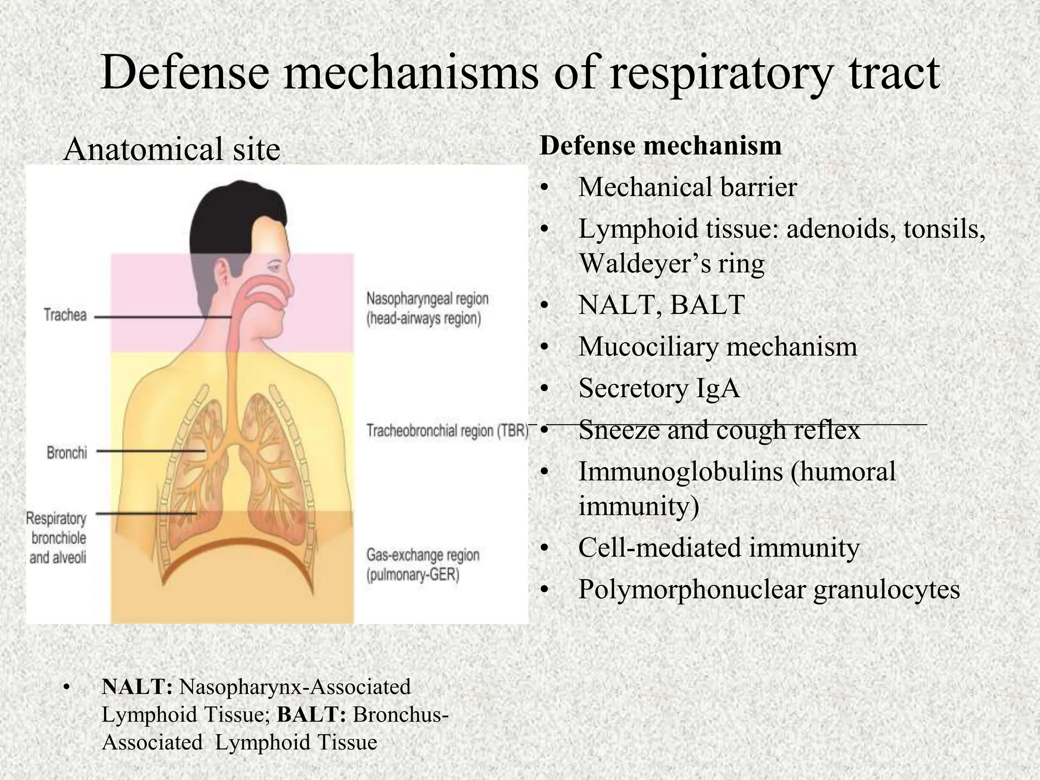 Upper Respiratory Tract Infections | Jindal Chest Clinic | PPTX