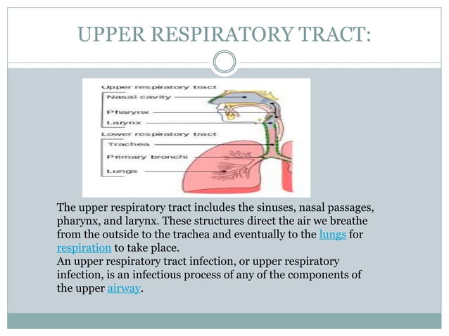 Upper respiratory tract infections | PPTX