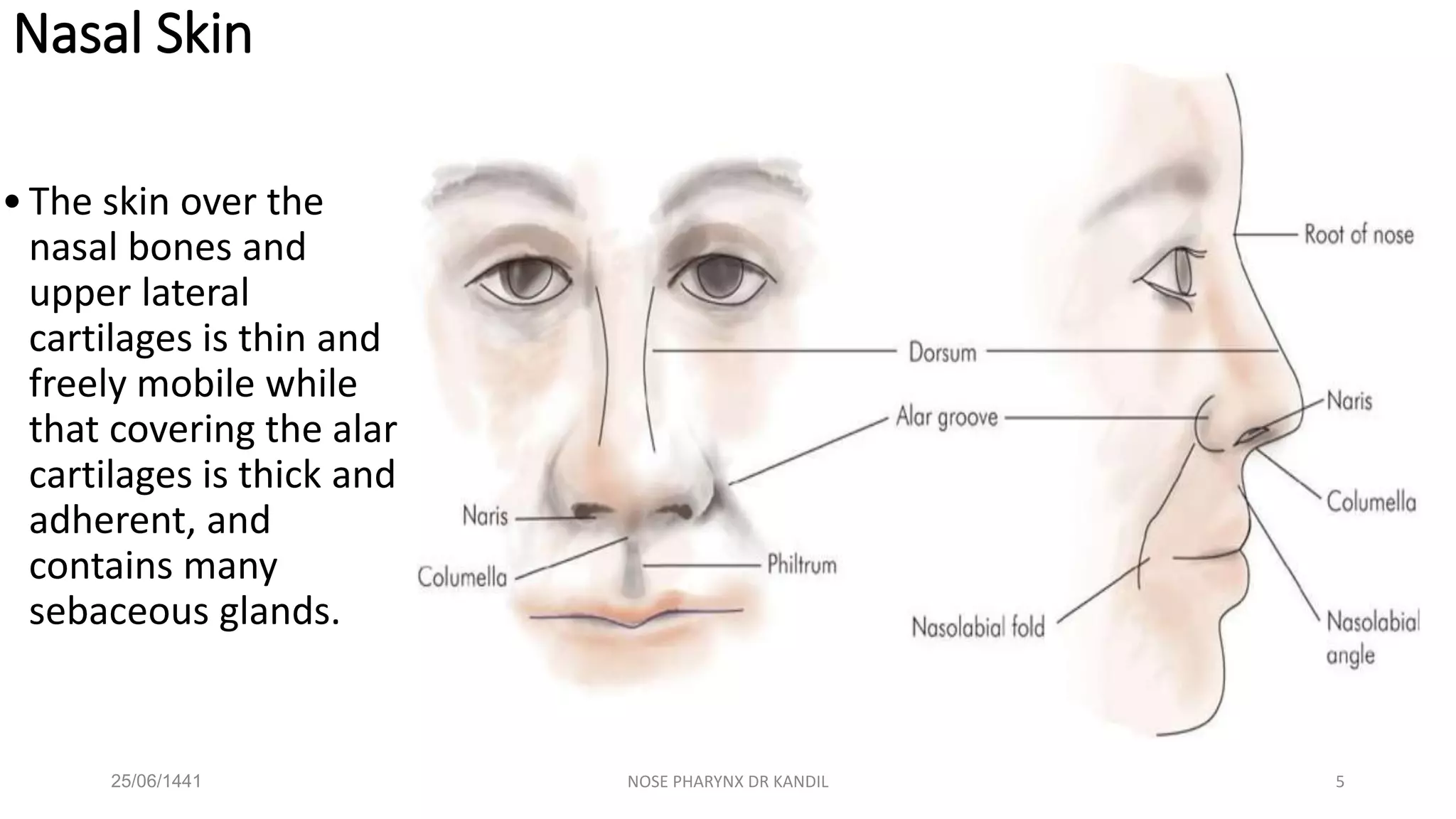 Upper respiratory tract nose pharynx dr kandil l4 final copy (2) | PPT