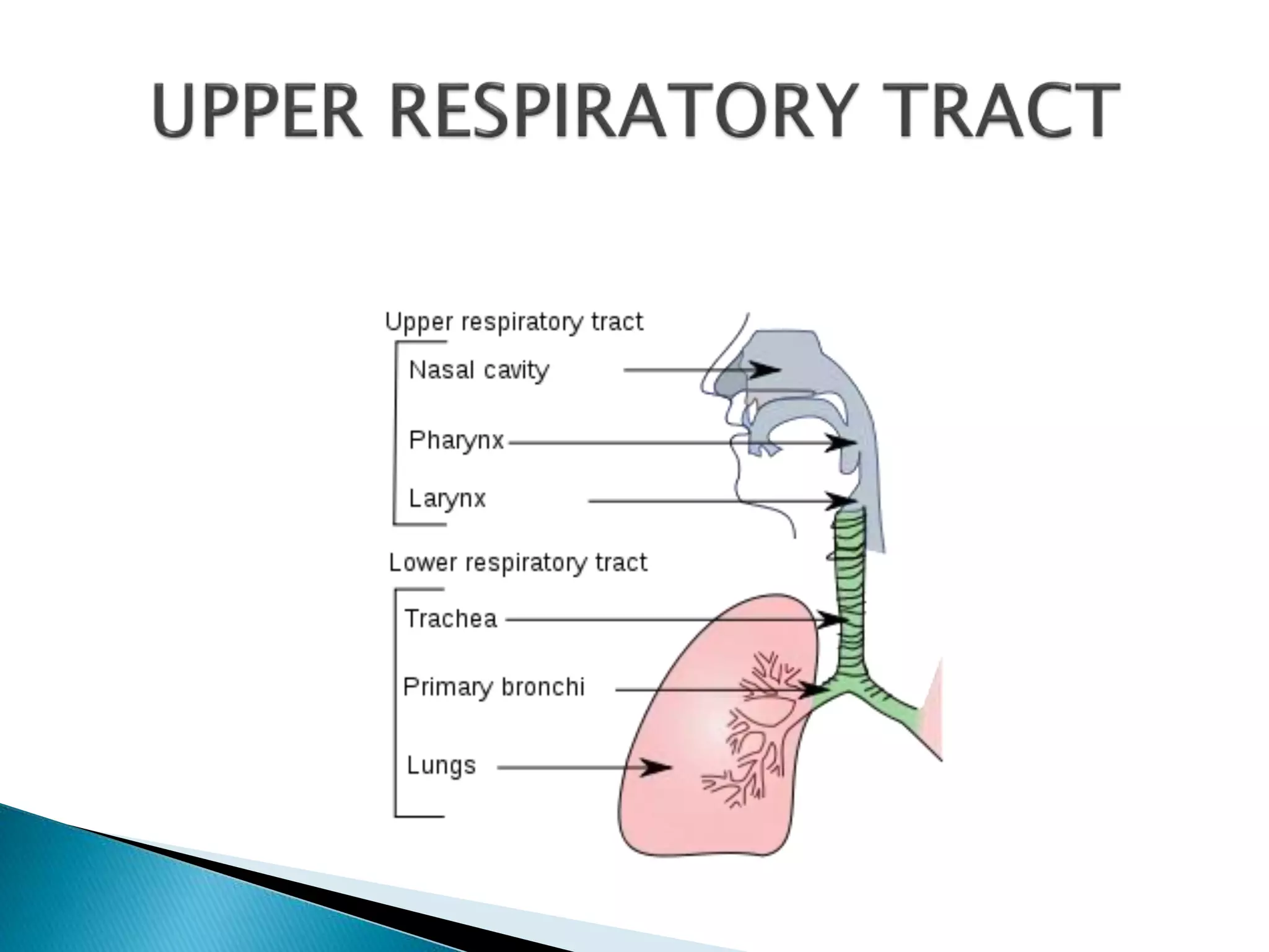 Upper respiratory infections | PPTX