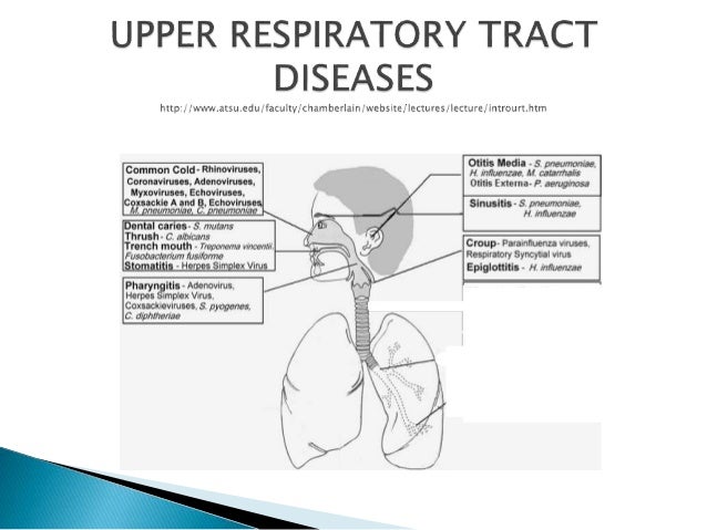 Upper Respiratory Tract Infection Wikipedia