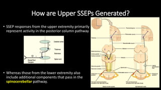 Upper Extremity Somatosensory Evoked Potential (Upper SSEP) | PPT