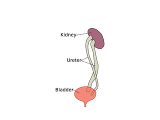 Upper urinary tract disorders | PPTX