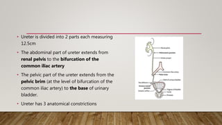 Urology Trauma | PPTX