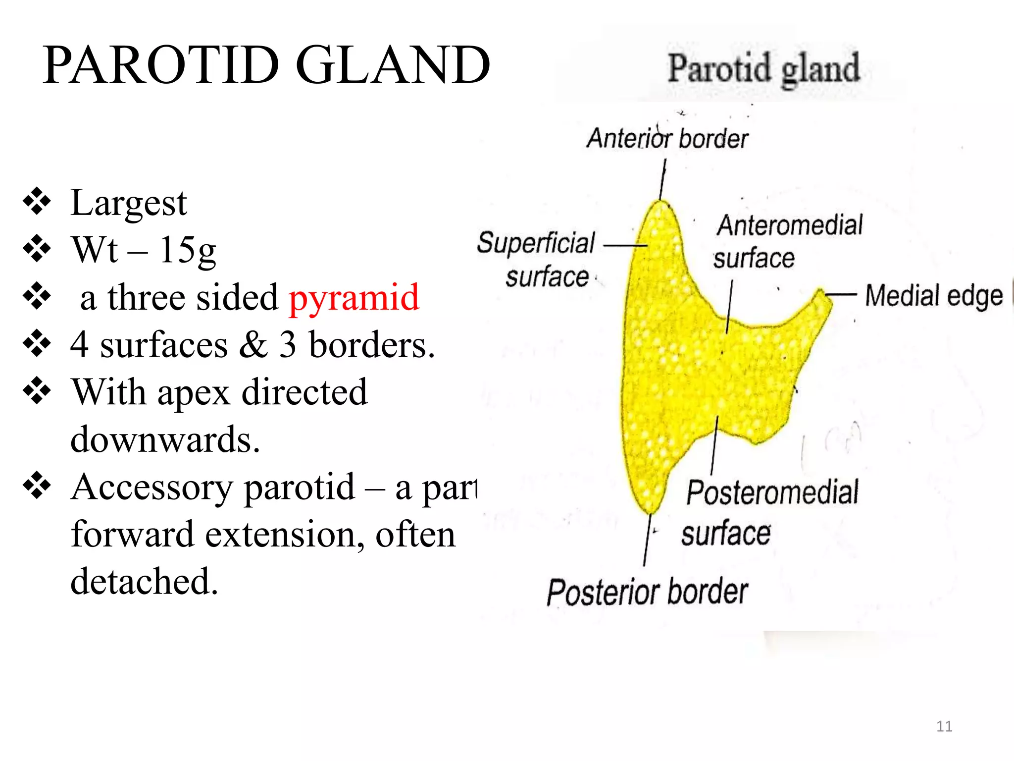 salivary glands | PPTX