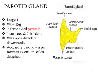 salivary glands | PPTX