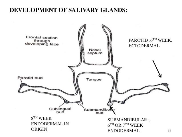 salivary glands