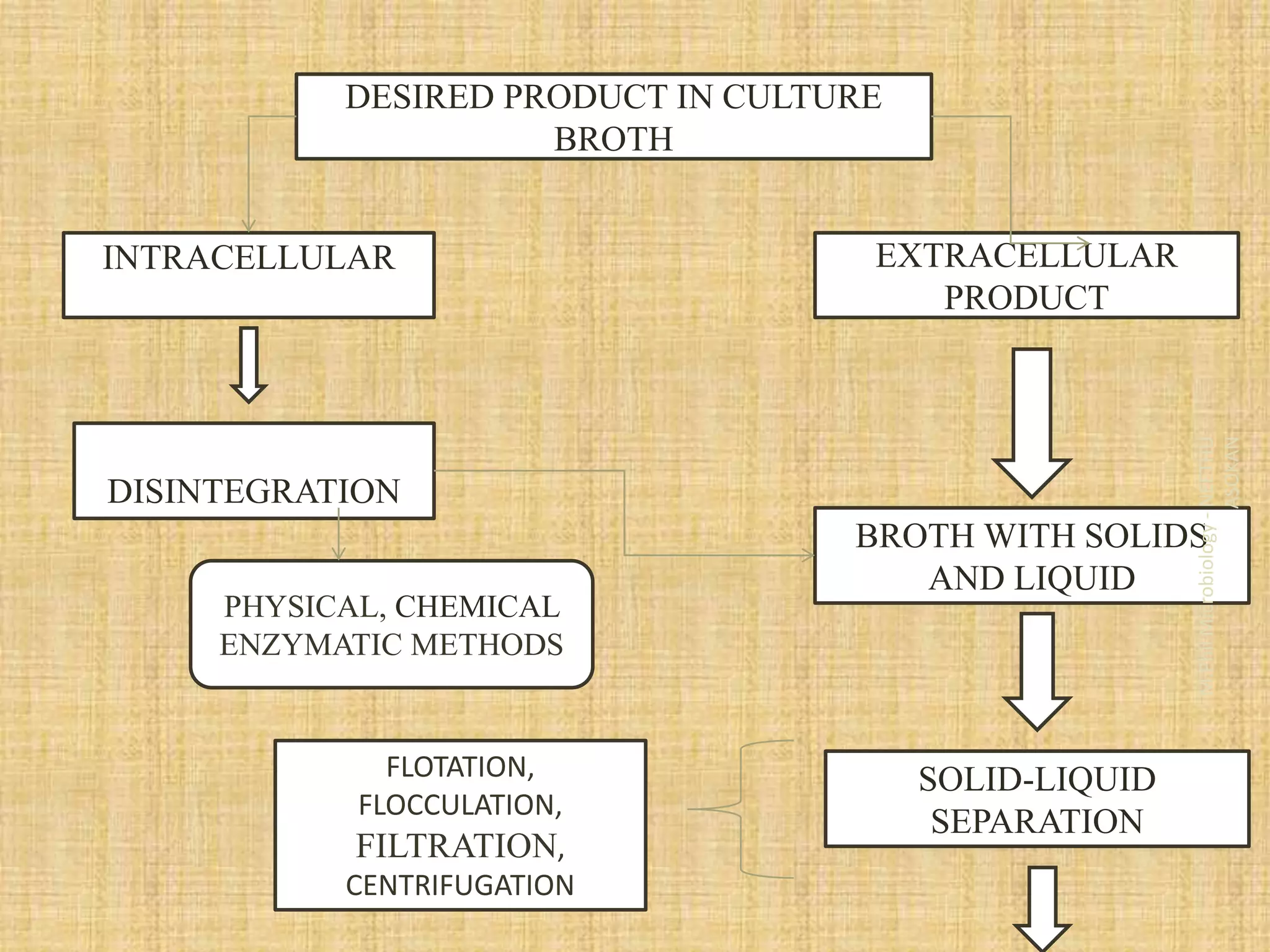 Upstream and down stream process | PPTX