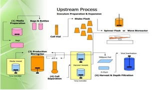 Upstream and Downstream process.pptx.pptx