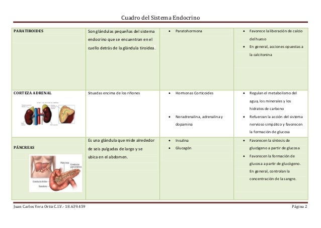 Cuadro del sistema_endocrino