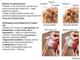 Upper and Lower Limbs Clinically Oriented Anatomy | PPT