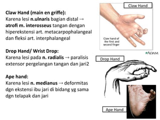Upper and Lower Limbs Clinically Oriented Anatomy | PPT