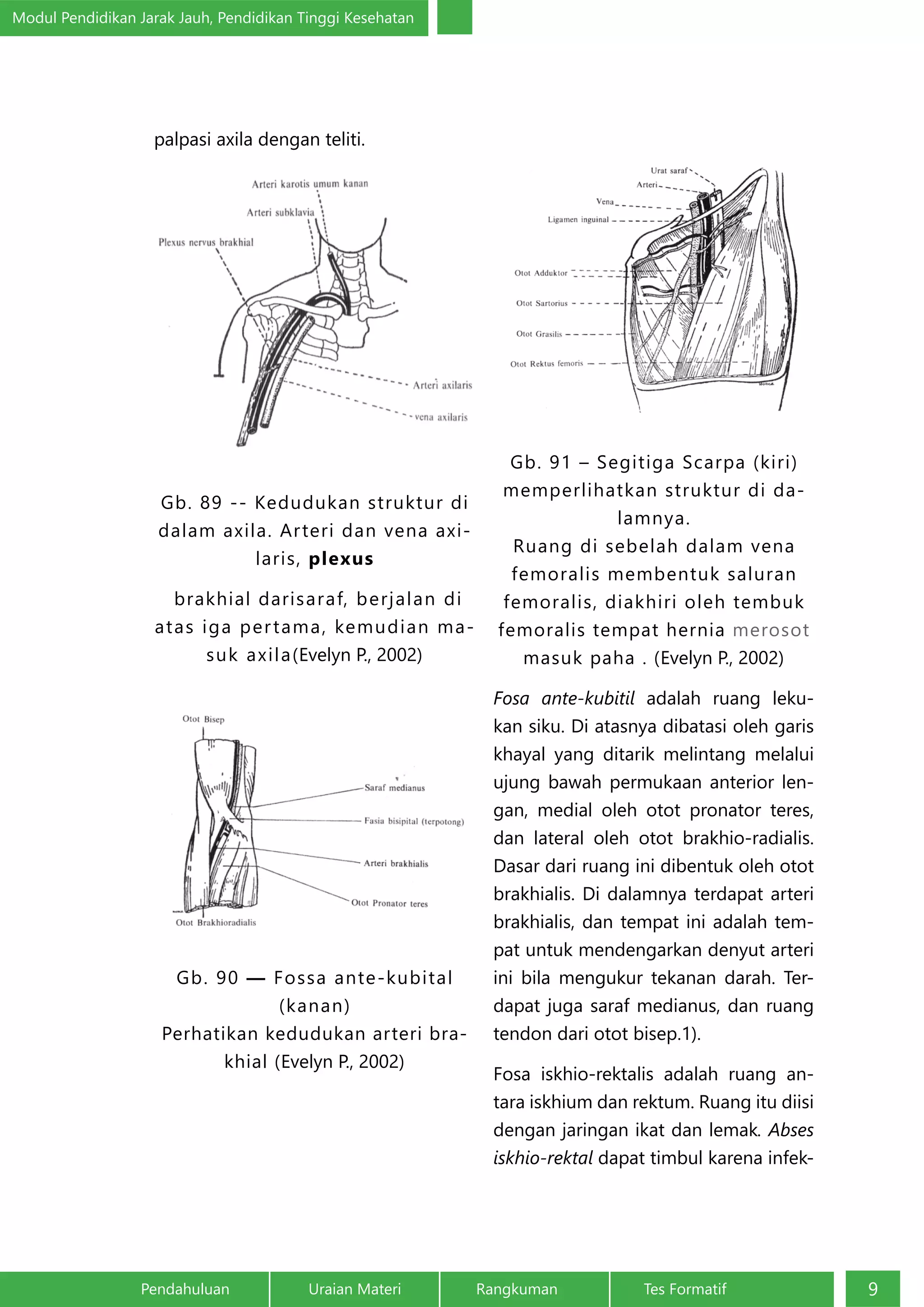Sistem Otot Kerangka | PDF