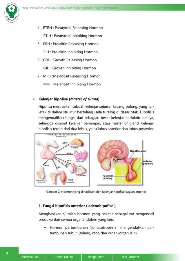 Anatomi dan Fisiologi Sistem Endokrin | PDF