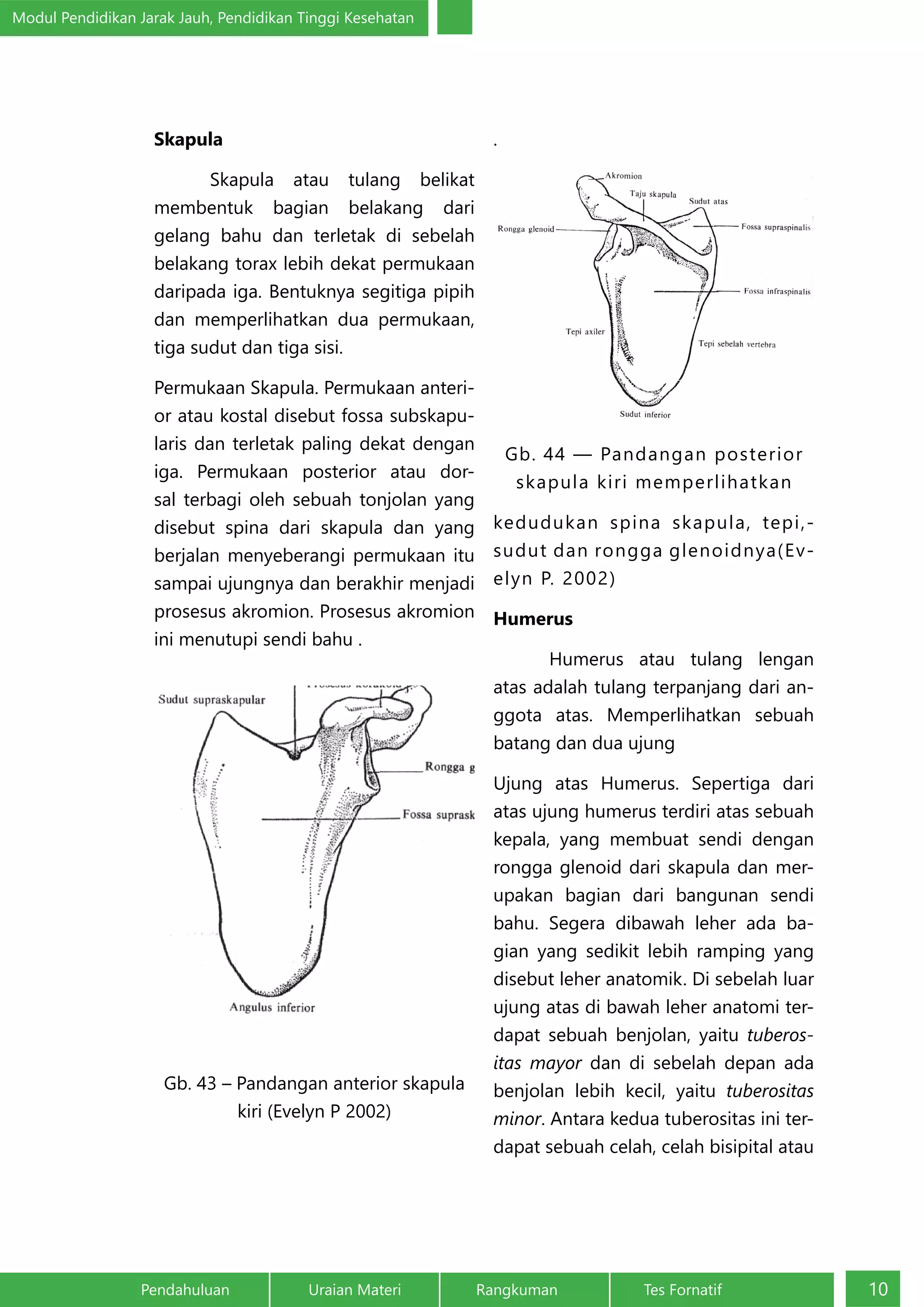 Sistema Kerangka-Tulang Belakang, Rangka Panggul, Dan Anggota Gerak | PDF