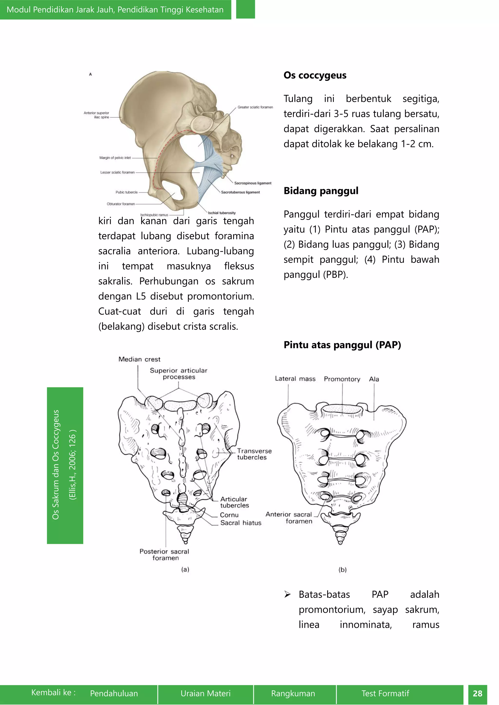 Anatomi Fisiologi Sistem Reproduksi | PDF