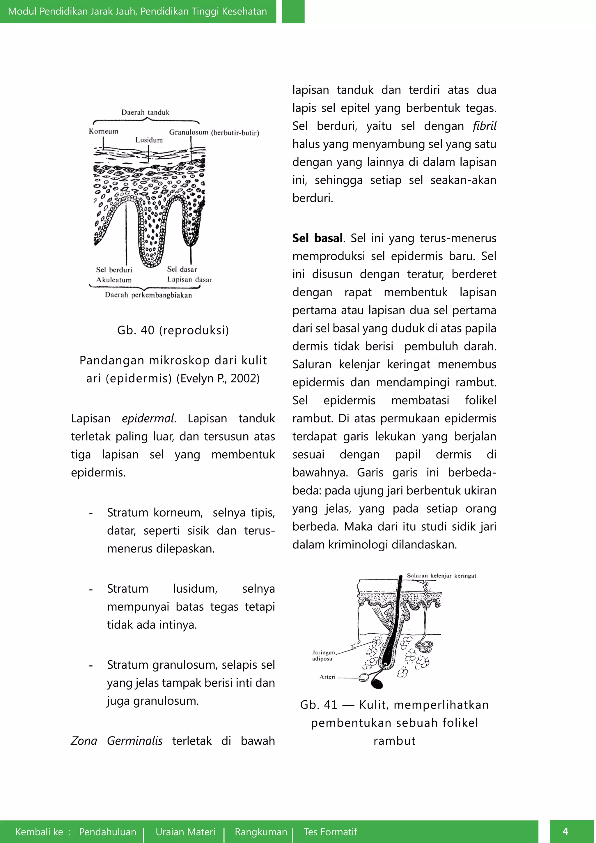 Sistem Integument/Kulit | PDF