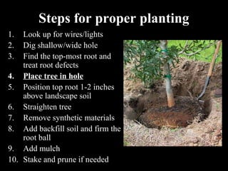 Urban Planting.ppt
