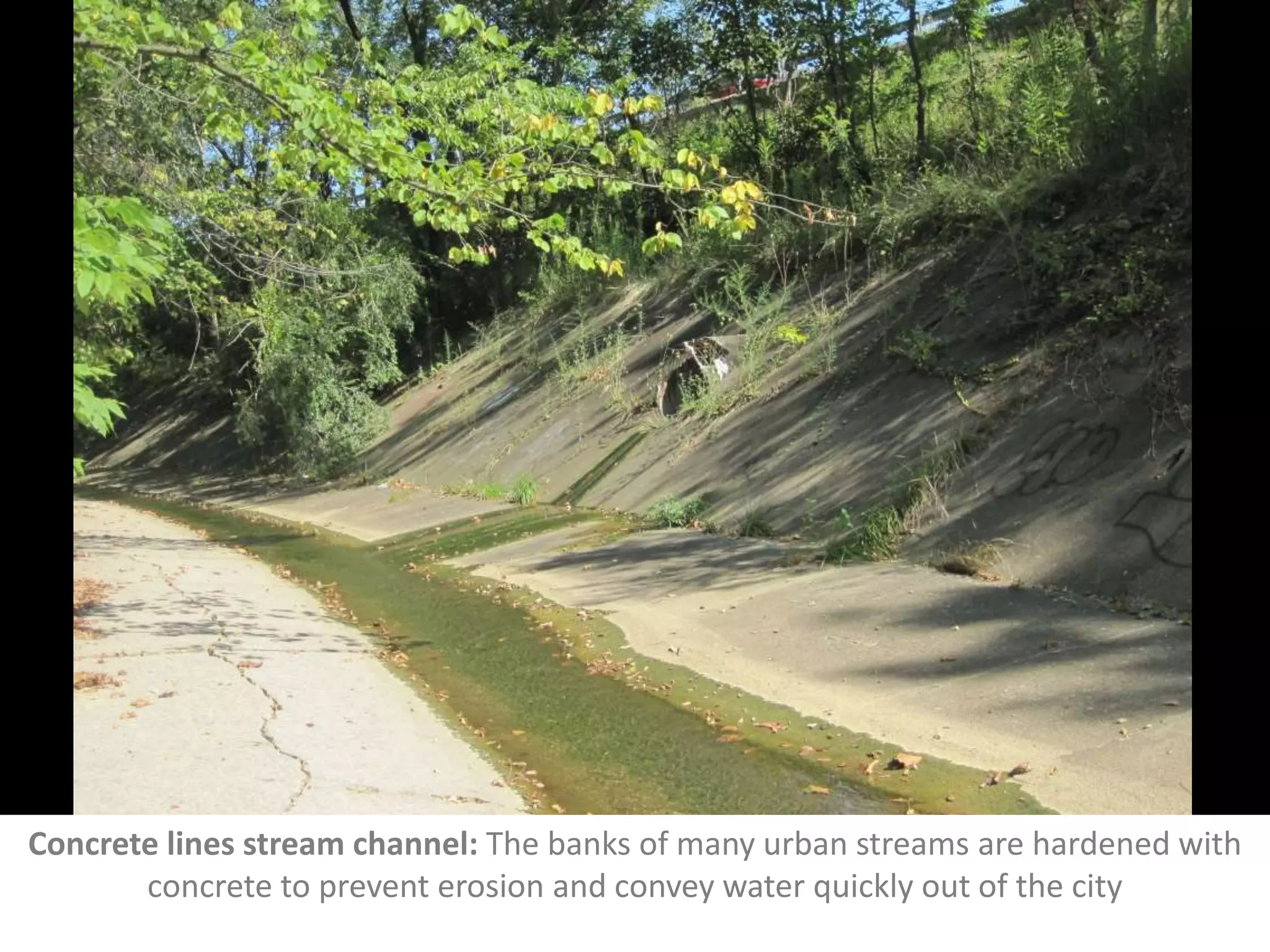 Urban Aquatic Ecosystems | PPTX