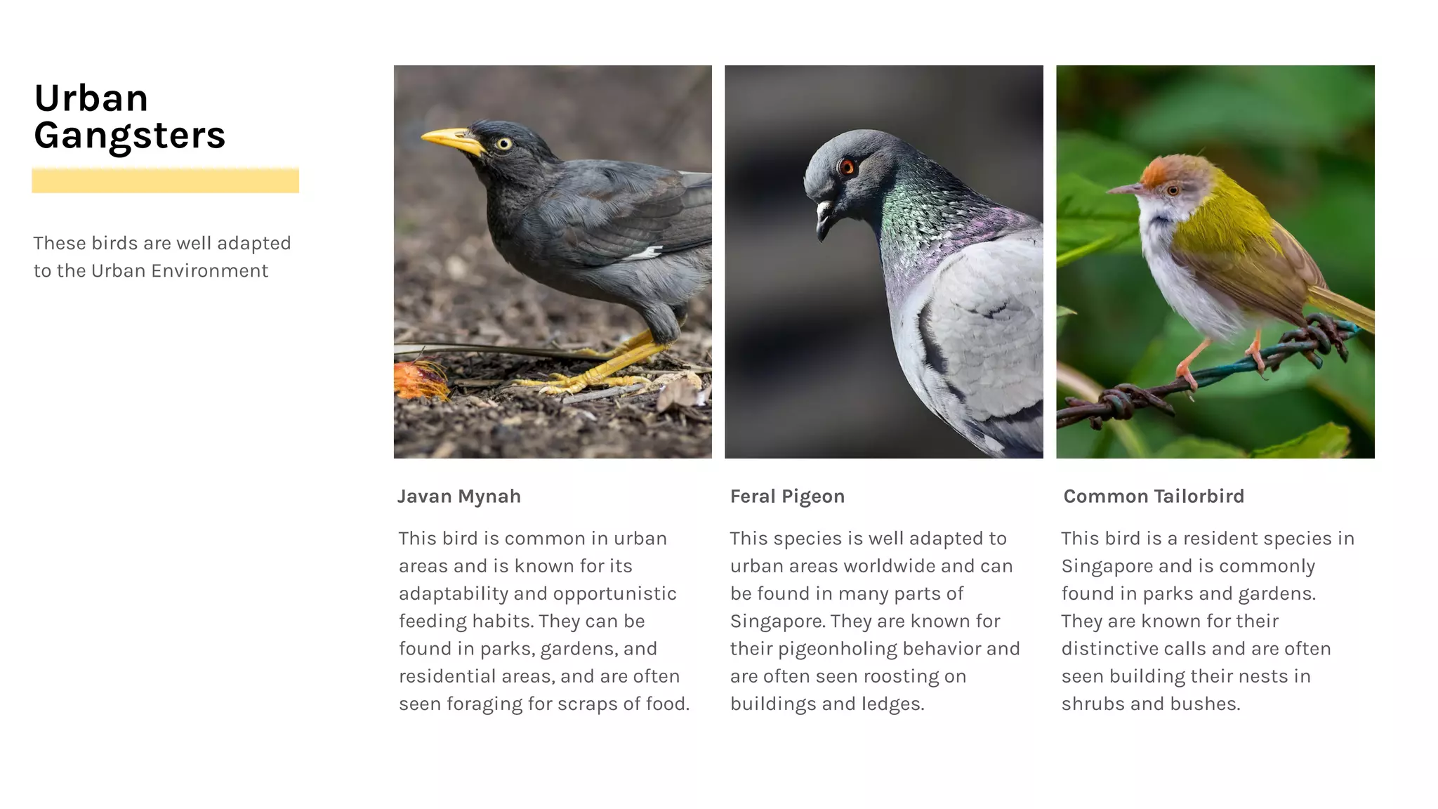 Urban Bird Locations in Singapore | PDF | Birdwatching | Hobbies ...