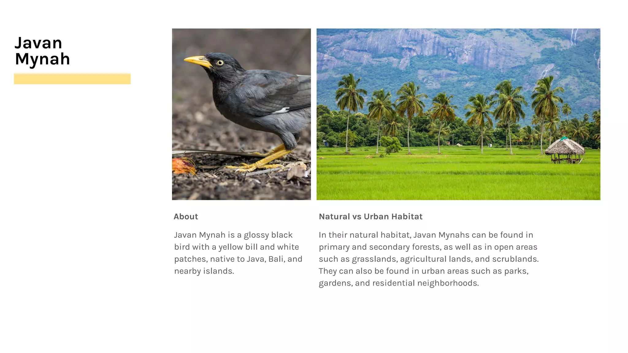 Urban Bird Locations in Singapore | PDF | Birdwatching | Hobbies ...