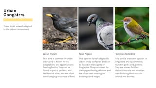 Urban Bird Locations in Singapore | PDF | Birdwatching | Hobbies ...
