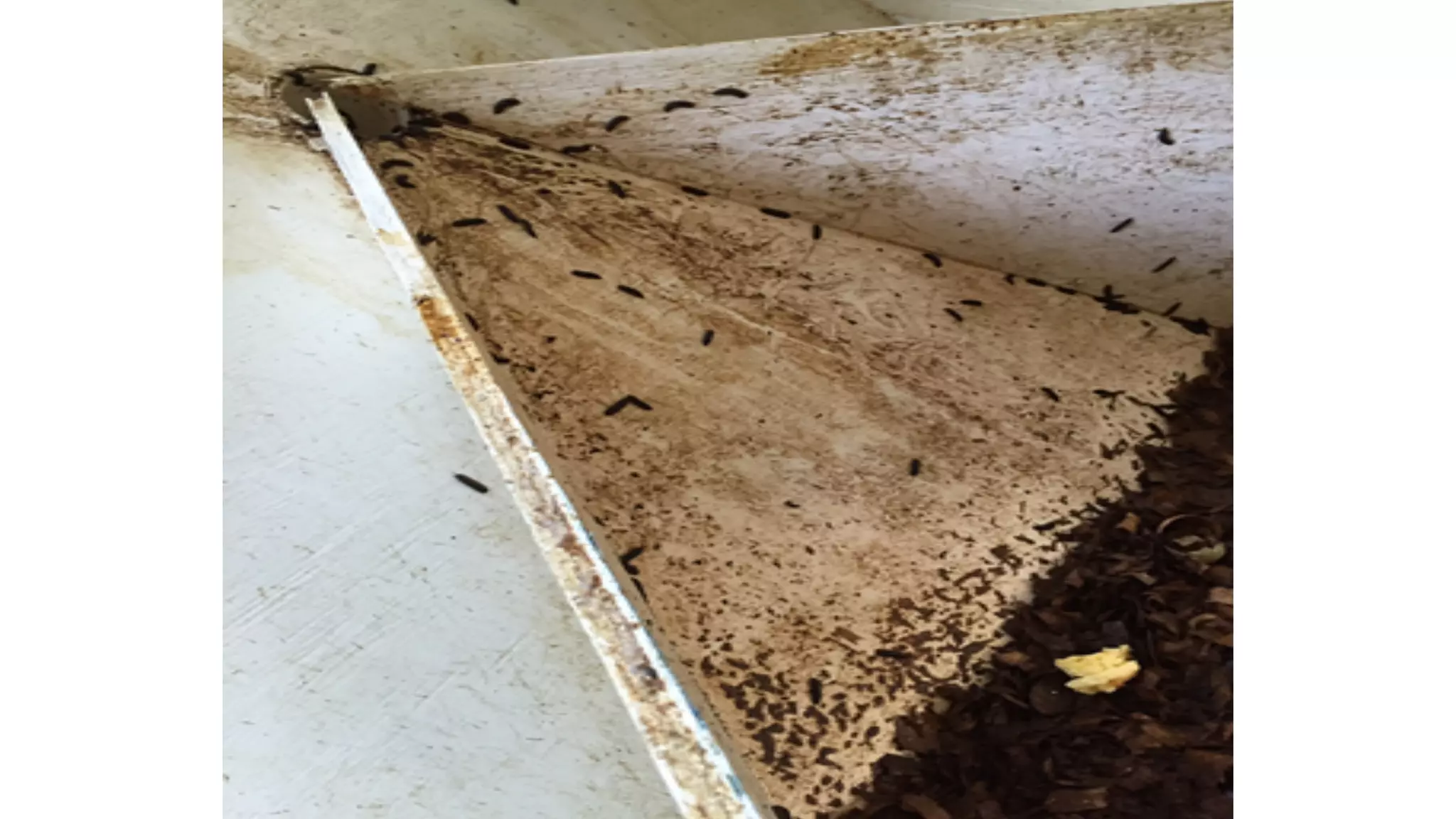 Using Black Soldier Flies in Composting | PDF