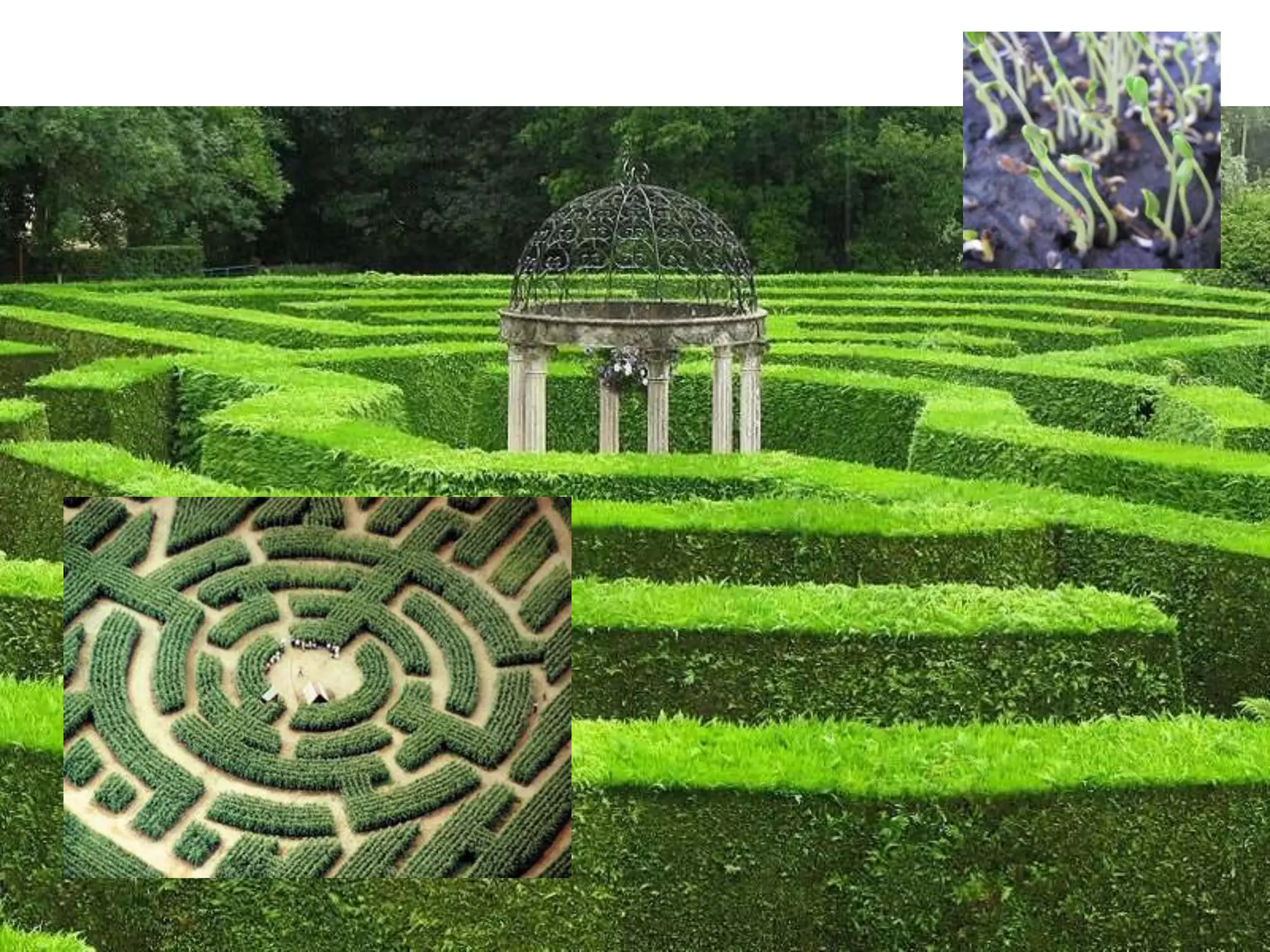 Urban Greenery ways and means | PPT