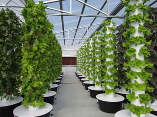 Urban Growing-Lettuce | PPTX