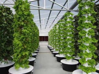 Urban Growing-Lettuce | PPTX