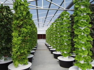 Urban Growing-Lettuce | PPTX