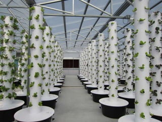 Urban Growing-Lettuce | PPTX