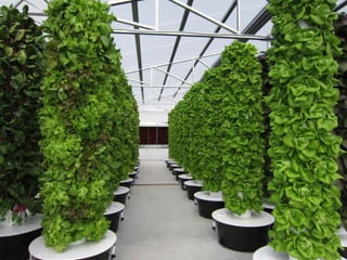 Urban Growing-Lettuce | PPTX