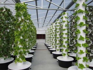 Urban Growing-Lettuce | PPTX