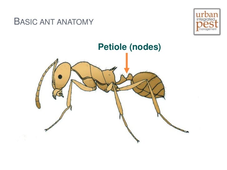 Urban IPM Webinar Presentation