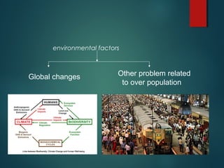 Urbanization | PPT