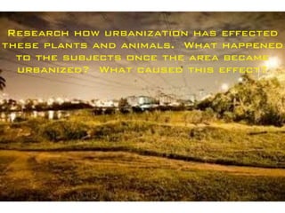 Urbanization vs. Nature | PDF | Biological Sciences | Science
