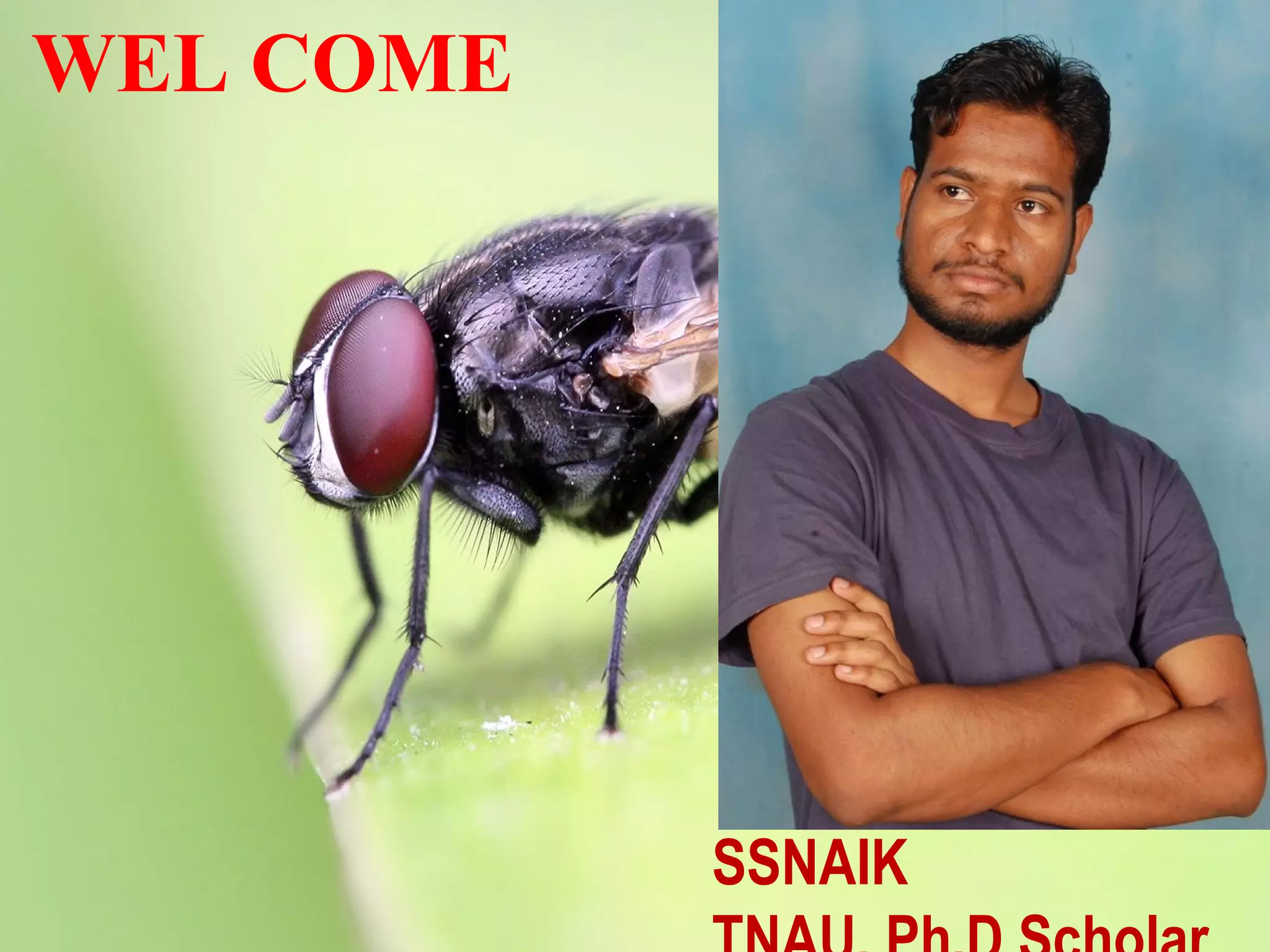 Urban pest house fly-ssnaik tnau Ph.D Scholar | PPT