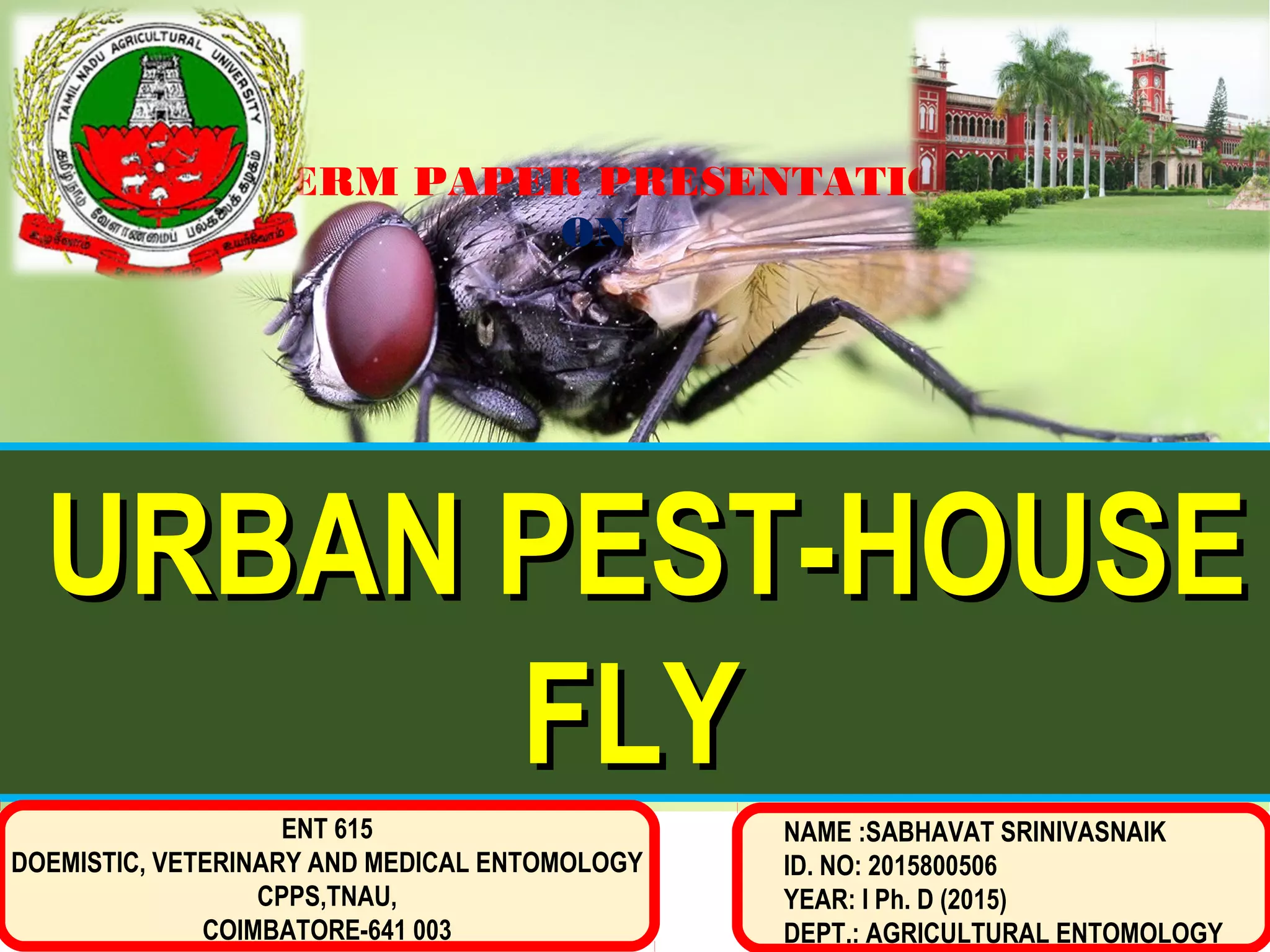 Urban pest house fly-ssnaik tnau Ph.D Scholar | PPT
