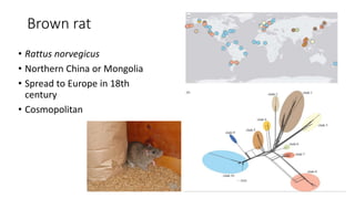 Urban rats in helsinki | PPT