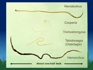 Internal Parasite Management in Pasture-Based Sheep | PPTX