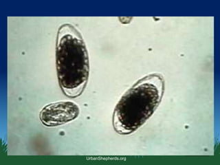 Internal Parasite Management in Pasture-Based Sheep | PPTX | Infectious ...
