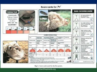 Internal Parasite Management in Pasture-Based Sheep | PPTX