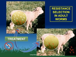 Internal Parasite Management in Pasture-Based Sheep | PPTX