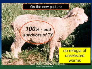 Internal Parasite Management in Pasture-Based Sheep | PPTX