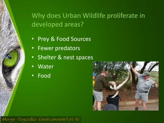 Urban Wildlife Management | PPTX
