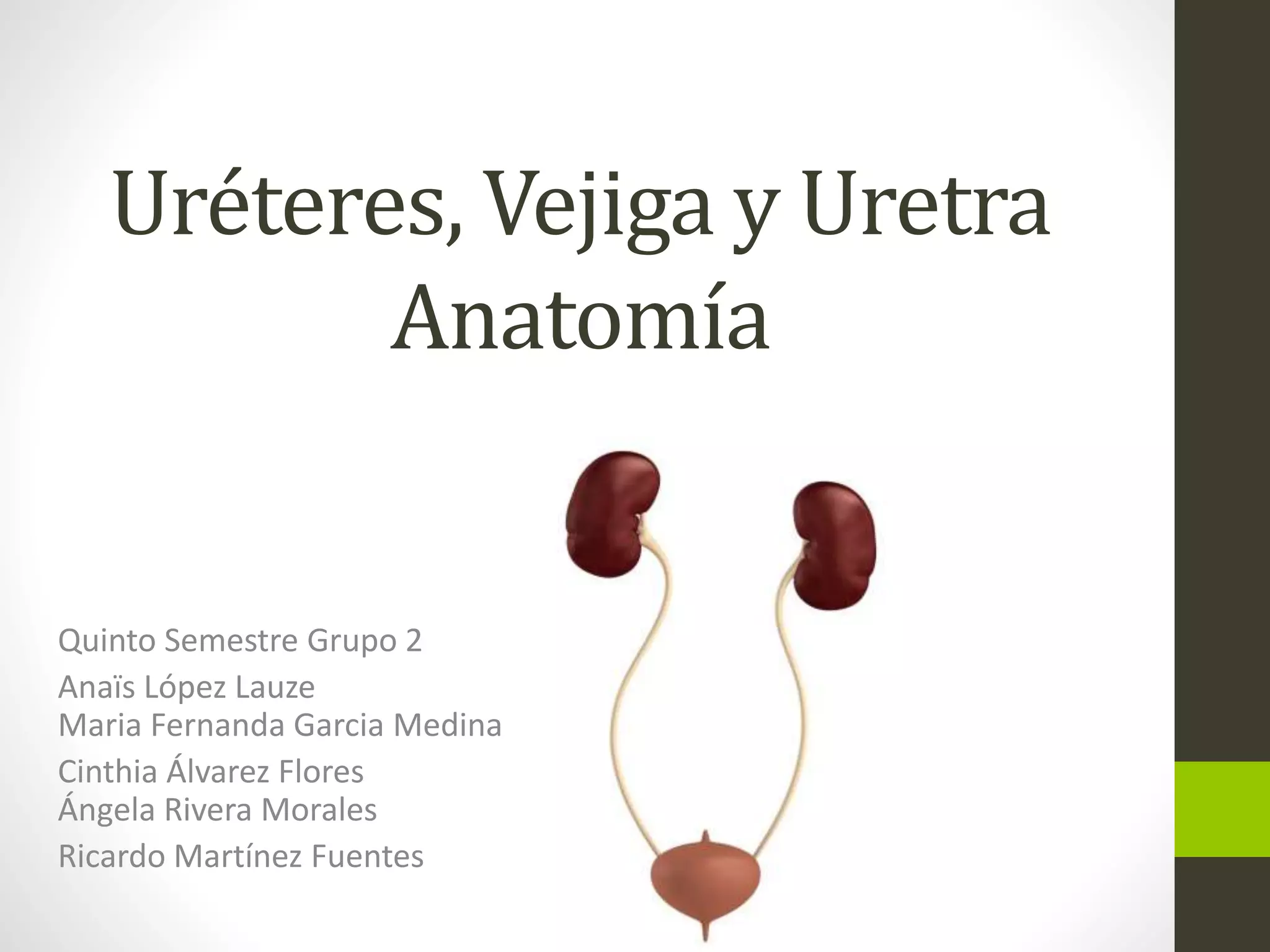 Anatomia de uréteres, vejiga y uretra. | PPTX