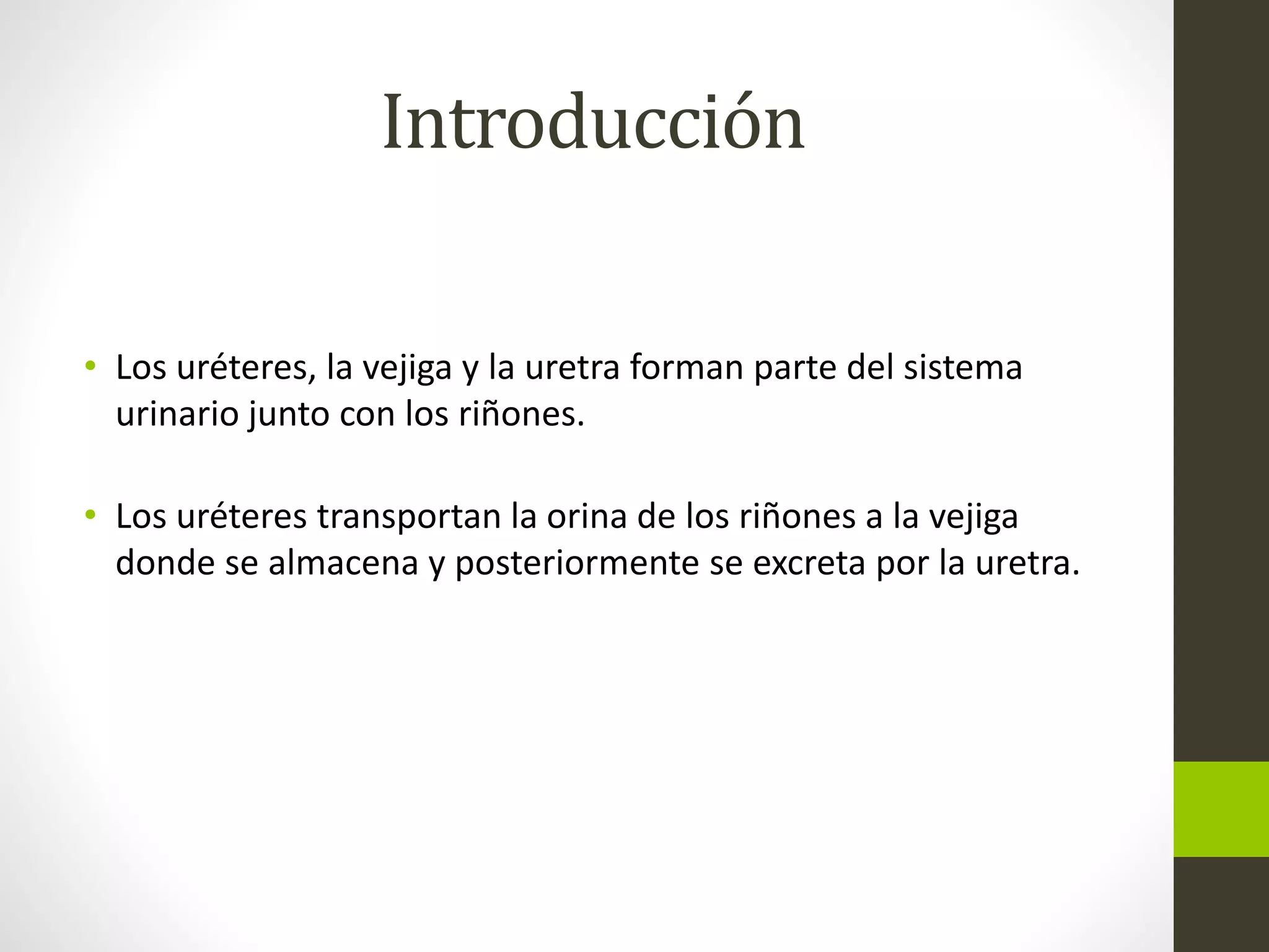 Anatomia de uréteres, vejiga y uretra. | PPTX