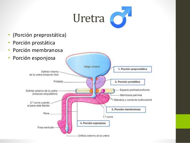 Anatomia de uréteres, vejiga y uretra.